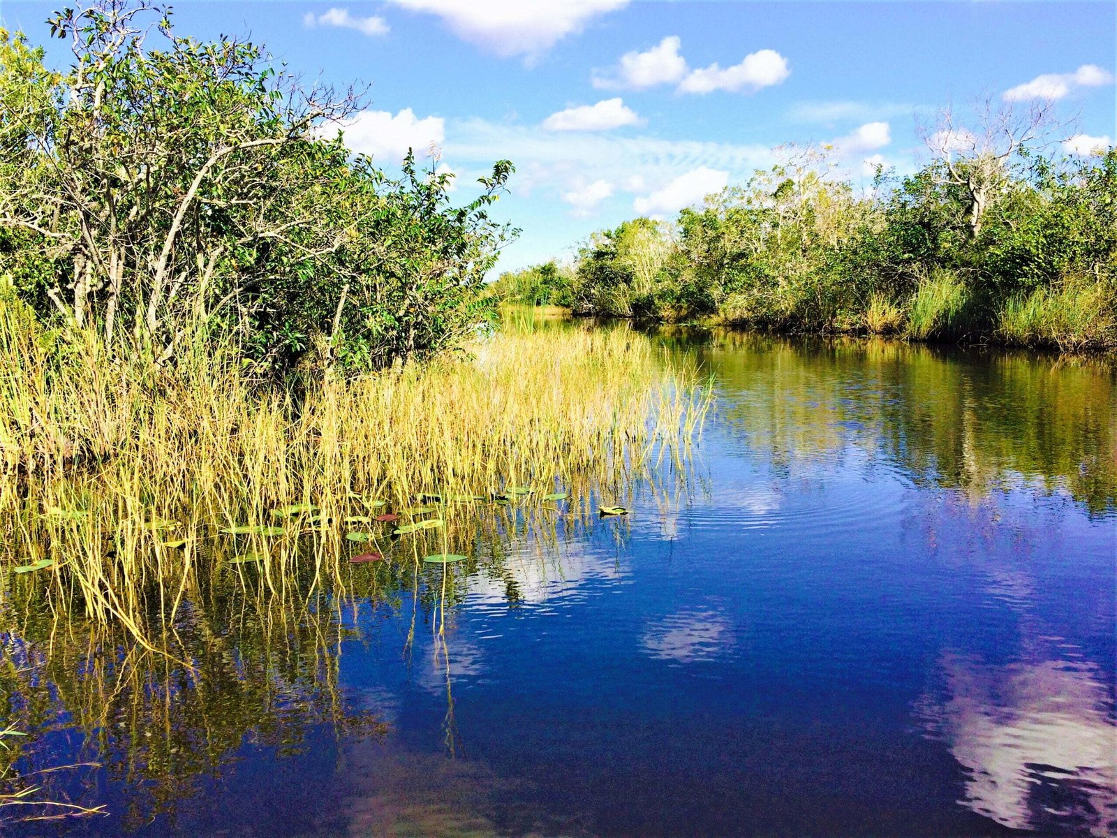 The Everglades Florida - RITEContent – Reach the Peak